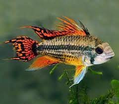 Apistogramma Cacatuoides Super Red | KingsOfTheAquarium