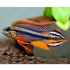 Apistogramma Sp. Tefe Red Back | KingsOfTheAquarium