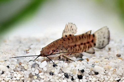 Hoplo Catfish | KingsOfTheAquarium