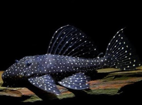 L097 Polka Dot Cactus Pleco (Pseudacanthicus sp.) | KingsOfTheAquarium