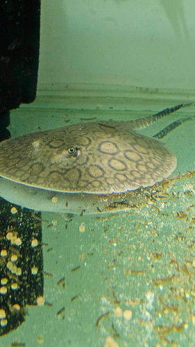 Motoro Stingray | KingsOfTheAquarium