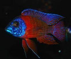 Red Rubin Peacock | KingsOfTheAquarium