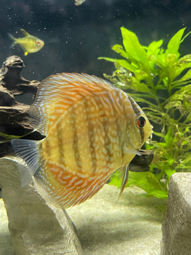 Discus - Brown Turquoise | KingsOfTheAquarium