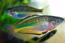 Crimson Spotted Rainbowfish | KingsOfTheAquarium