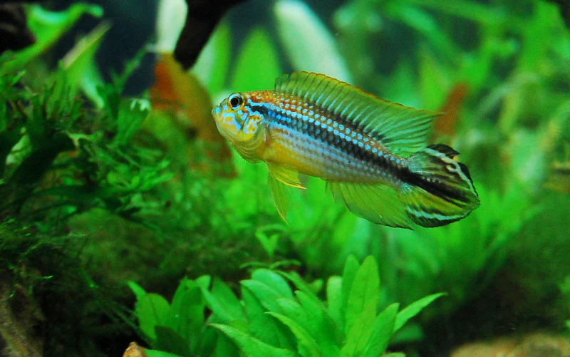 Apistogramma Sp. Tefe Pearl Blue | KingsOfTheAquarium
