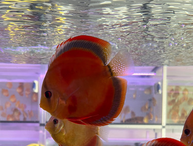 Red Cover Black Rim Discus | KingsOfTheAquarium