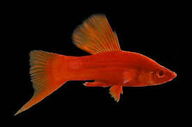 Red Firecracker Swordtail | KingsOfTheAquarium