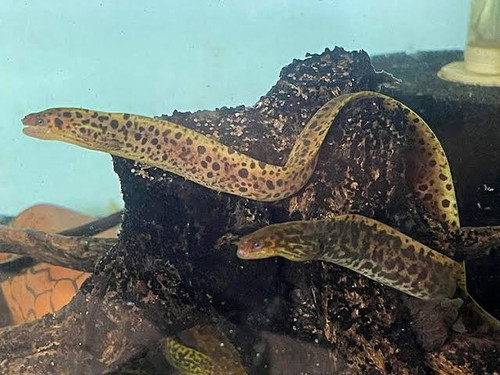 Tiger Moray Eel | KingsOfTheAquarium