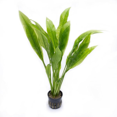 Bleheri Sword Plant | KingsOfTheAquarium
