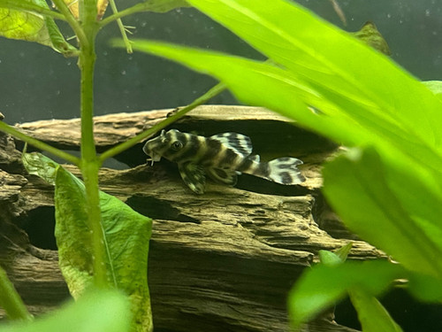 L202 Peckoltia Lineola Pleco | KingsOfTheAquarium