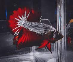 HMPK Red Green Copper Betta | KingsOfTheAquarium