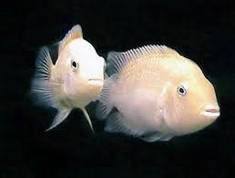 White Convict Cichlid | KingsOfTheAquarium