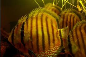 Discus - Yellow Alenquer | KingsOfTheAquarium