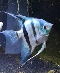 Blue Saphire Angelfish | KingsOfTheAquarium