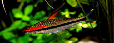 Redline Torpedo Barb | KingsOfTheAquarium