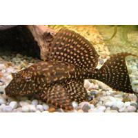 L001 Gold Spot Pleco | KingsOfTheAquarium