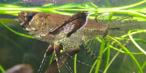 African Butterfly Fish | KingsOfTheAquarium