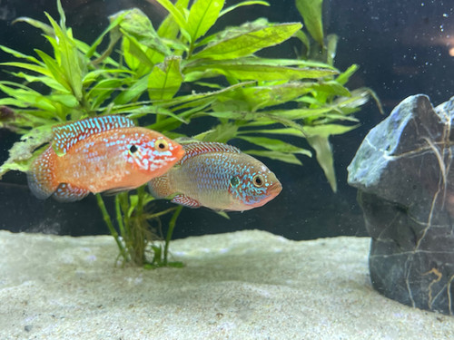 Red Forest Jewels (Bred By KOTA) | KingsOfTheAquarium