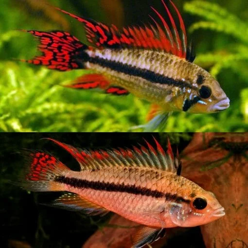 Apistogramma Cacatuoides Super Red | KingsOfTheAquarium