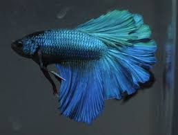 Blue Veiltail Betta | KingsOfTheAquarium
