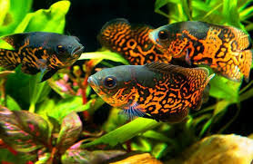 Red Leopard Oscar | KingsOfTheAquarium