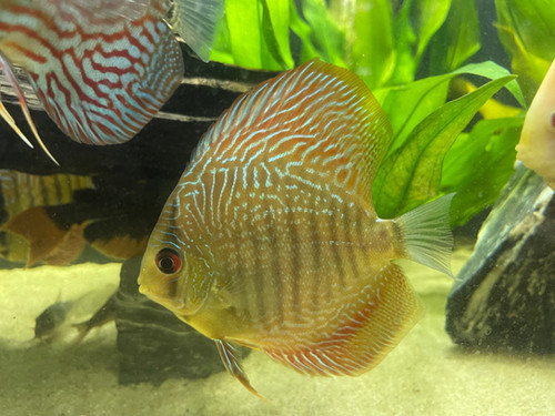 Discus - Brown/Red Snakeskin | KingsOfTheAquarium