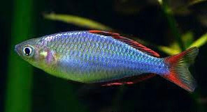 Neon Rainbowfish (Praecox) | KingsOfTheAquarium