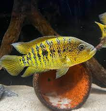 Yellow Jacket Cichlid | KingsOfTheAquarium