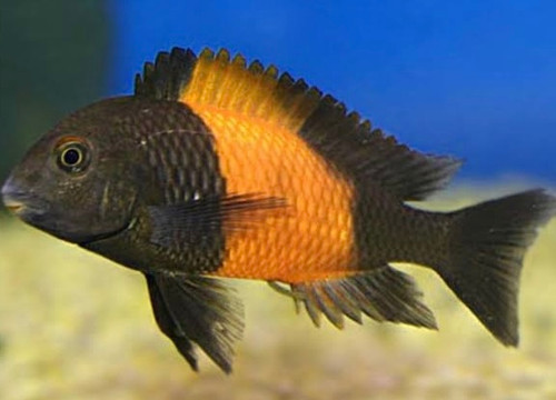 Tropheus Bemba | KingsOfTheAquarium
