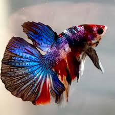 HMPK Multicolor Betta | KingsOfTheAquarium