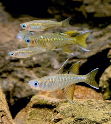 Pacific Blue Eye | KingsOfTheAquarium