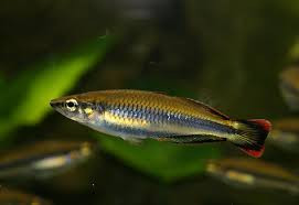 Madagascar Rainbowfish | KingsOfTheAquarium