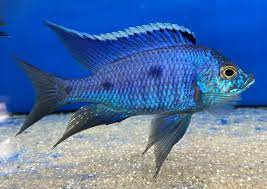 Azureus Cichlid | KingsOfTheAquarium