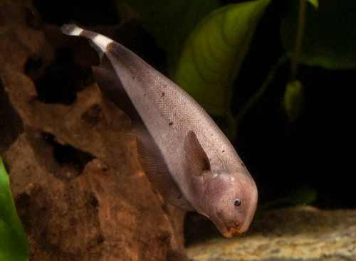 Golden Ghost Knife Fish | KingsOfTheAquarium