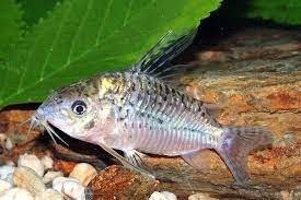 False Network Corydoras | KingsOfTheAquarium