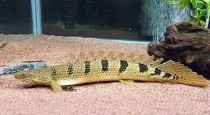 Tiger Bichir | KingsOfTheAquarium