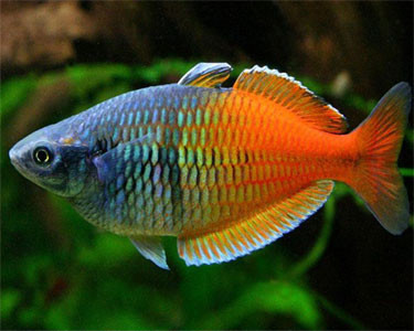 Boesemani Rainbowfish | KingsOfTheAquarium