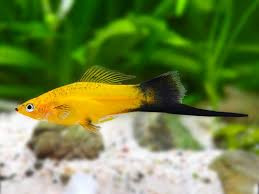 Golden Wagtail Swordtail | KingsOfTheAquarium