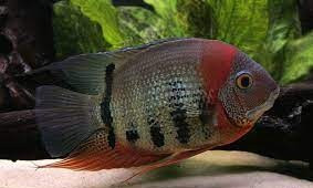 Rotkell Red Sholder Severum Cichlid | KingsOfTheAquarium