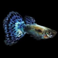 Dumbo Ear Variegated Blue Guppy | KingsOfTheAquarium