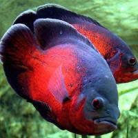 Shop | KingsOfTheAquarium