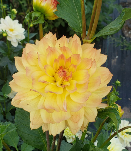 Linna | Rusty Bucket Flowers