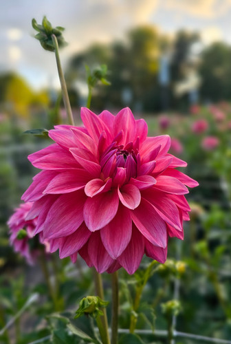 Scaur Swinton | Rusty Bucket Flowers