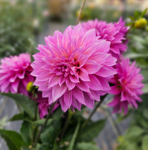 Clearview David | Rusty Bucket Flowers