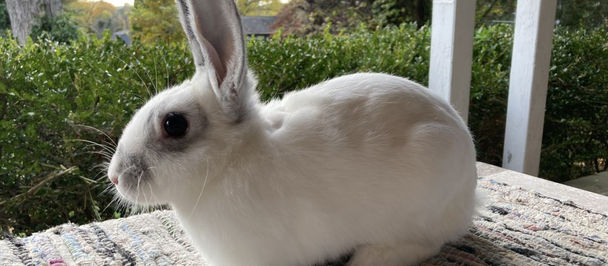 Home | House Rabbit Society