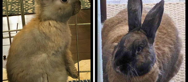 Home | House Rabbit Society