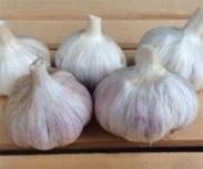 Rocambole Garlic | Vermont Roots Farm