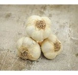Porcelain Garlic | Vermont Roots Farm