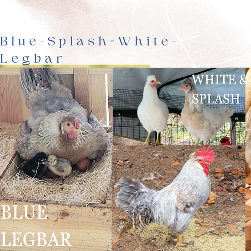 Blue-Splash-White -Legbar (Blue Egg Layer) | Hello Darling Farm