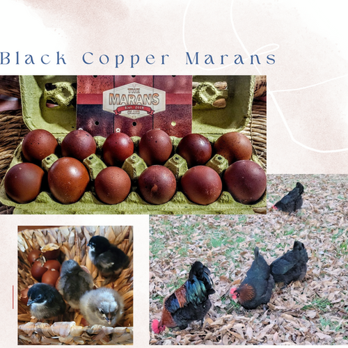 Black & Blue Copper Marans | Hello Darling Farm